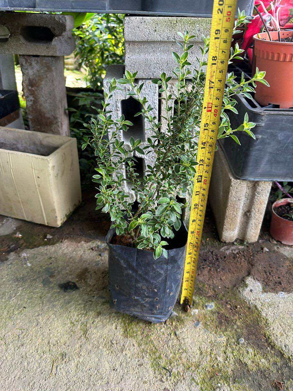 PBN - serissa foetida - snowrose hijau snow leaves japonica variegated ...