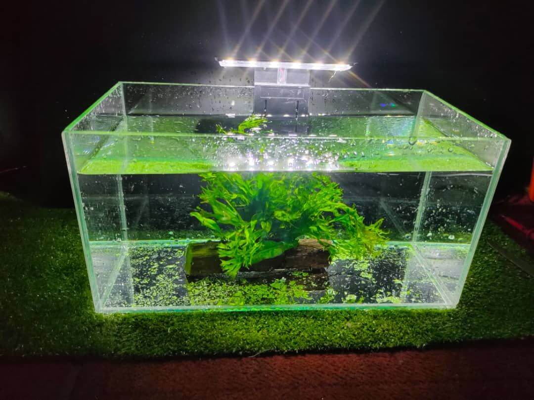 Saiz 12"x6"x6" inci Akuarium kaca | Lazada