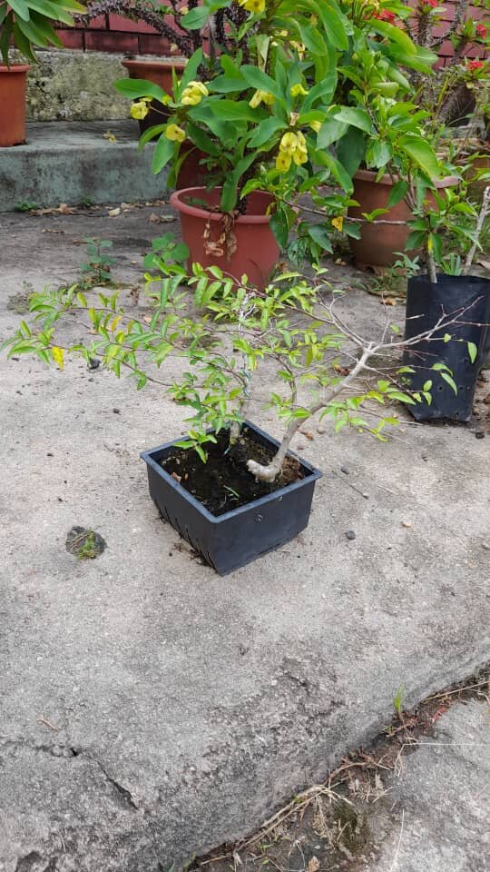 Mini Bonsai Jeliti | Lazada