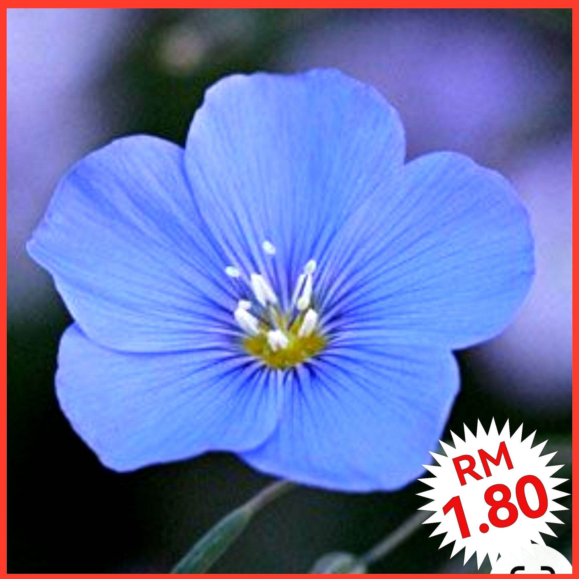 F21 Benih Bunga Agrostemma Githago (60+/-) -（Warna Biru） - Agrostemma ...