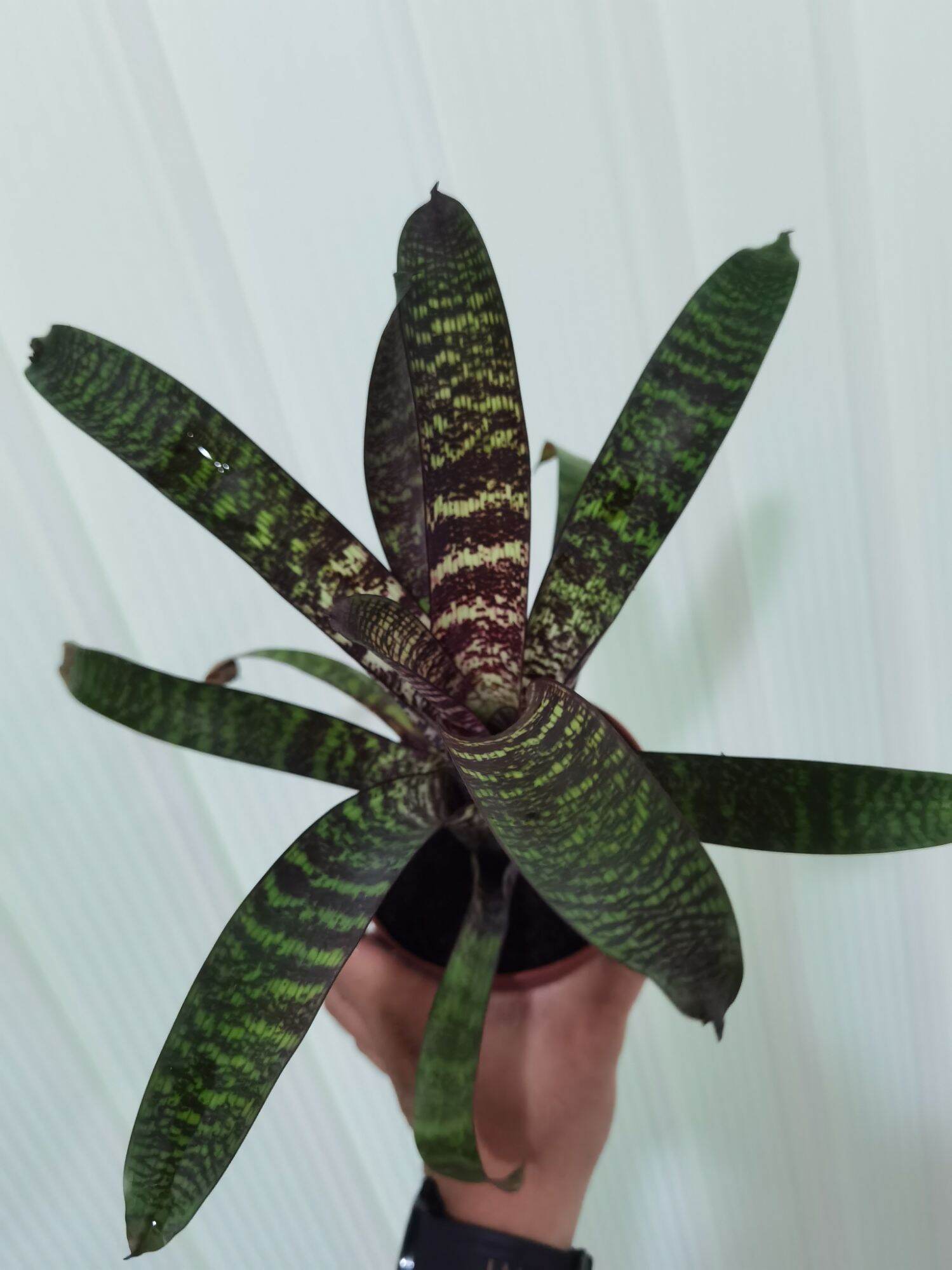 bromeliad vriesea Fosteriana var. Seideliana | Lazada