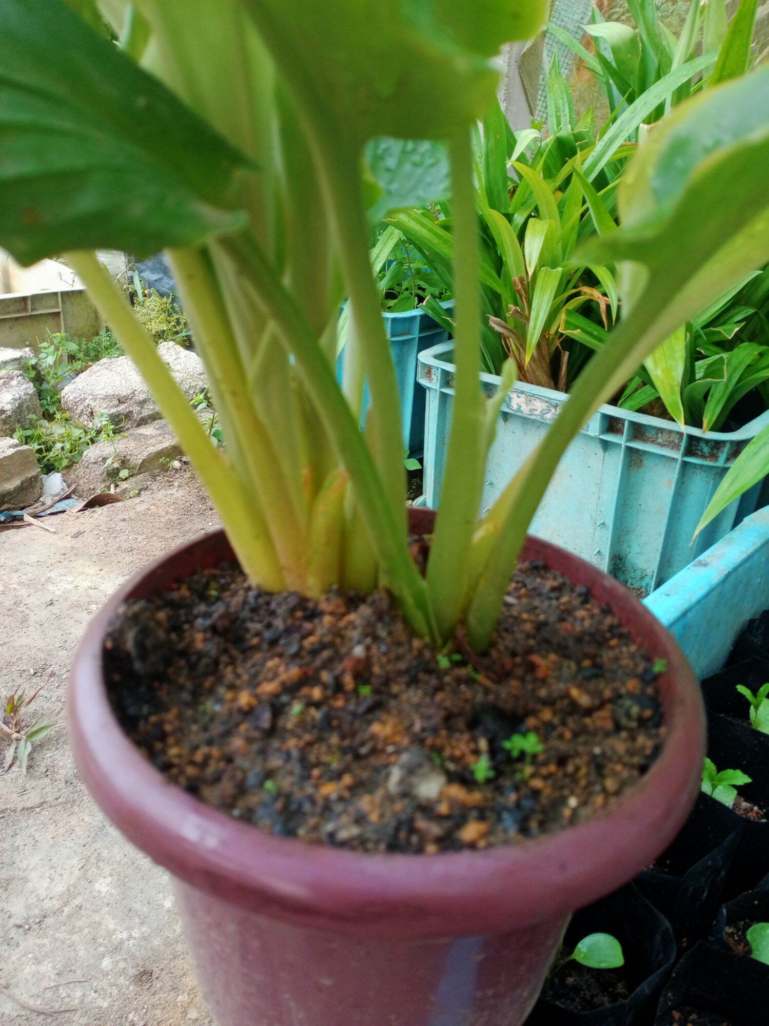 pokok kunyit hitam asli .dalam pasu .. | Lazada