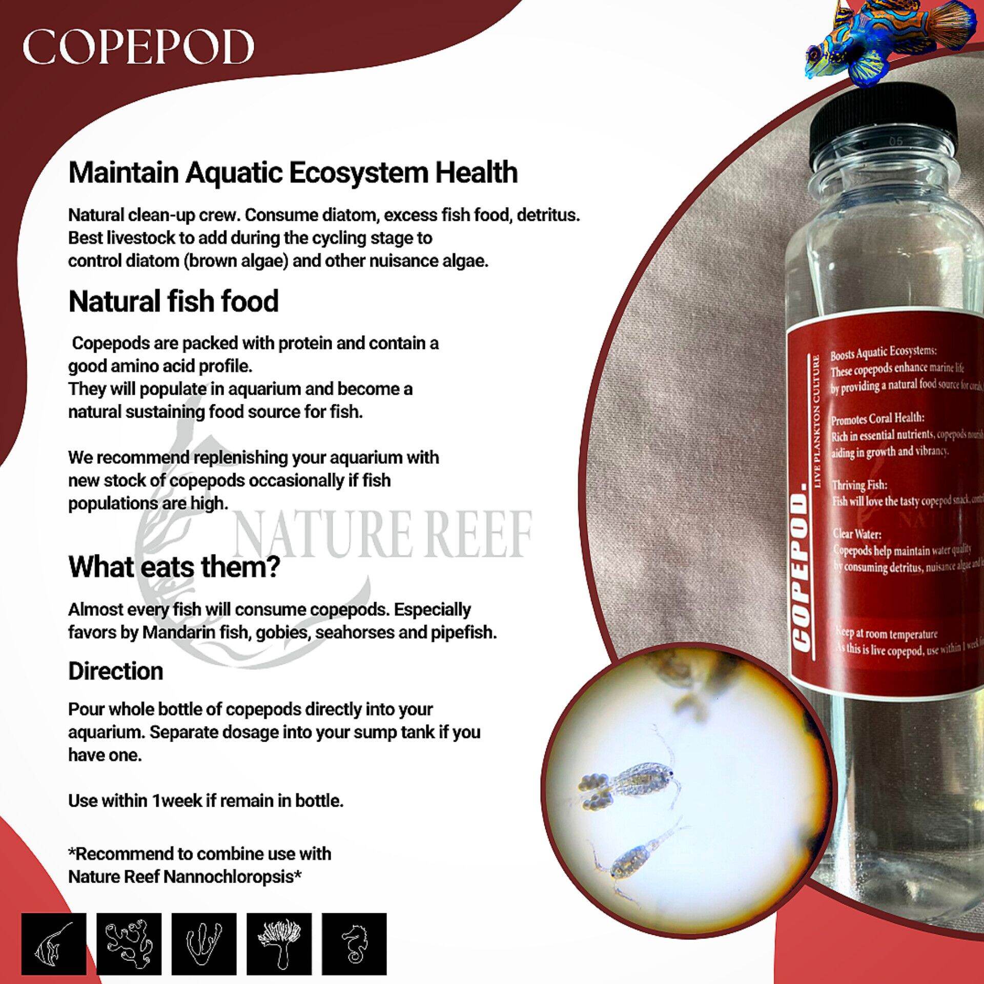 Live Copepods, Live plankton culture, Marine copepods (Apocyclops sp ...