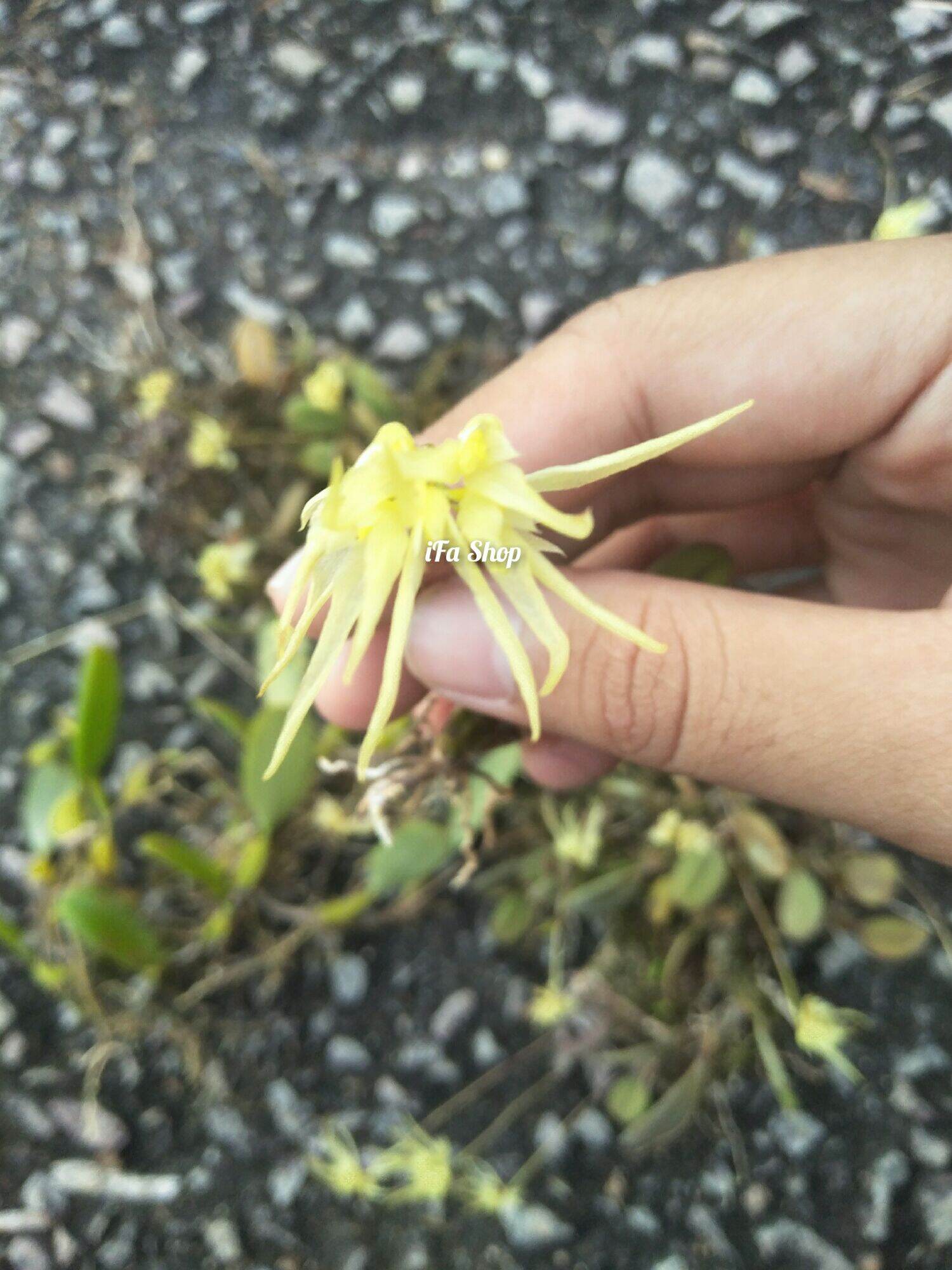 Orkid hutan kerdil unik bunga cantik | Lazada