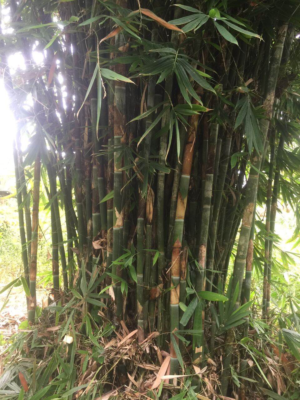 buluh lemang 3.5" | Lazada