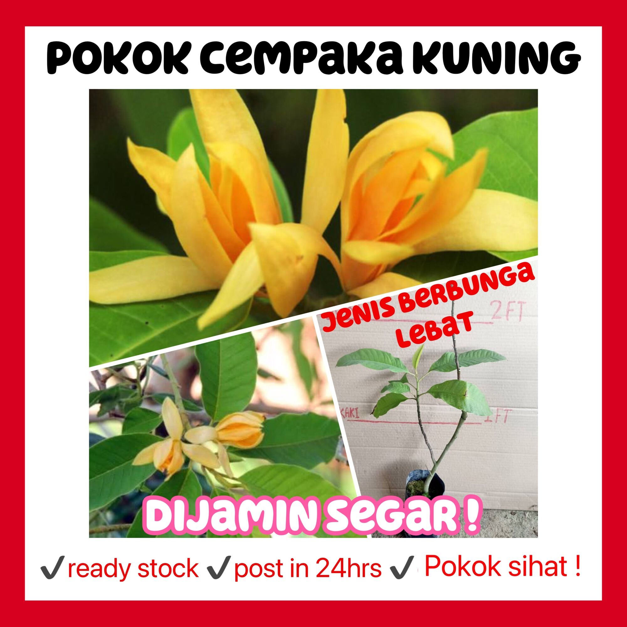 rina • pokok cempaka kuning • yellow champaca live plant pokok hidup ...