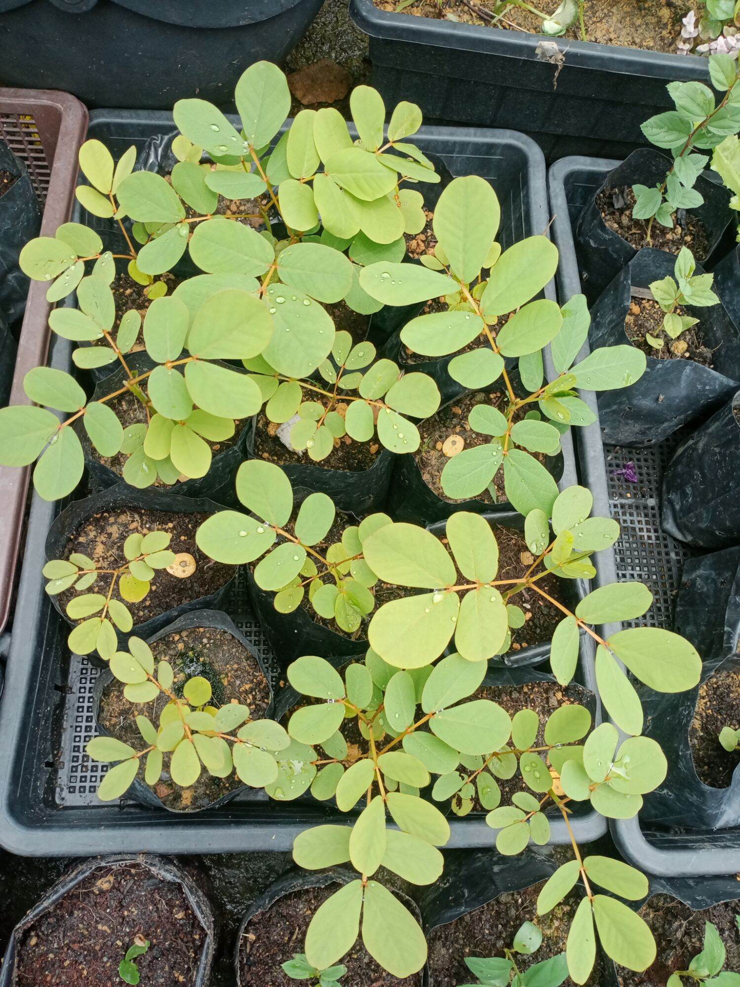 anak pokok gelenggang /pokok senna | pokok gelenggang | Lazada