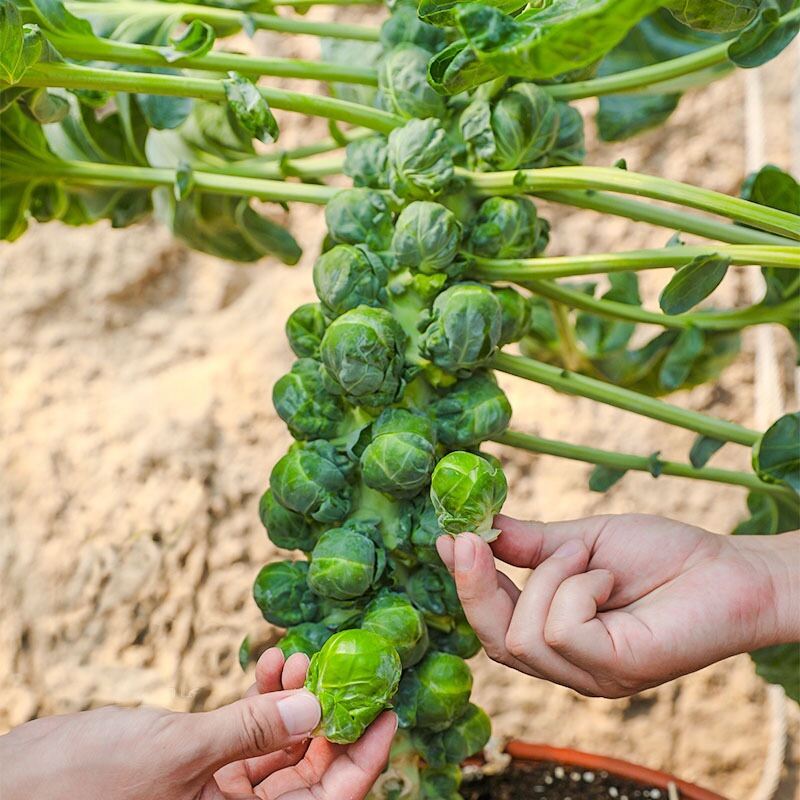 Benih Kubis Bae / Long Island Baby Cabbage / 孢子甘蓝籽”15pcs | Lazada