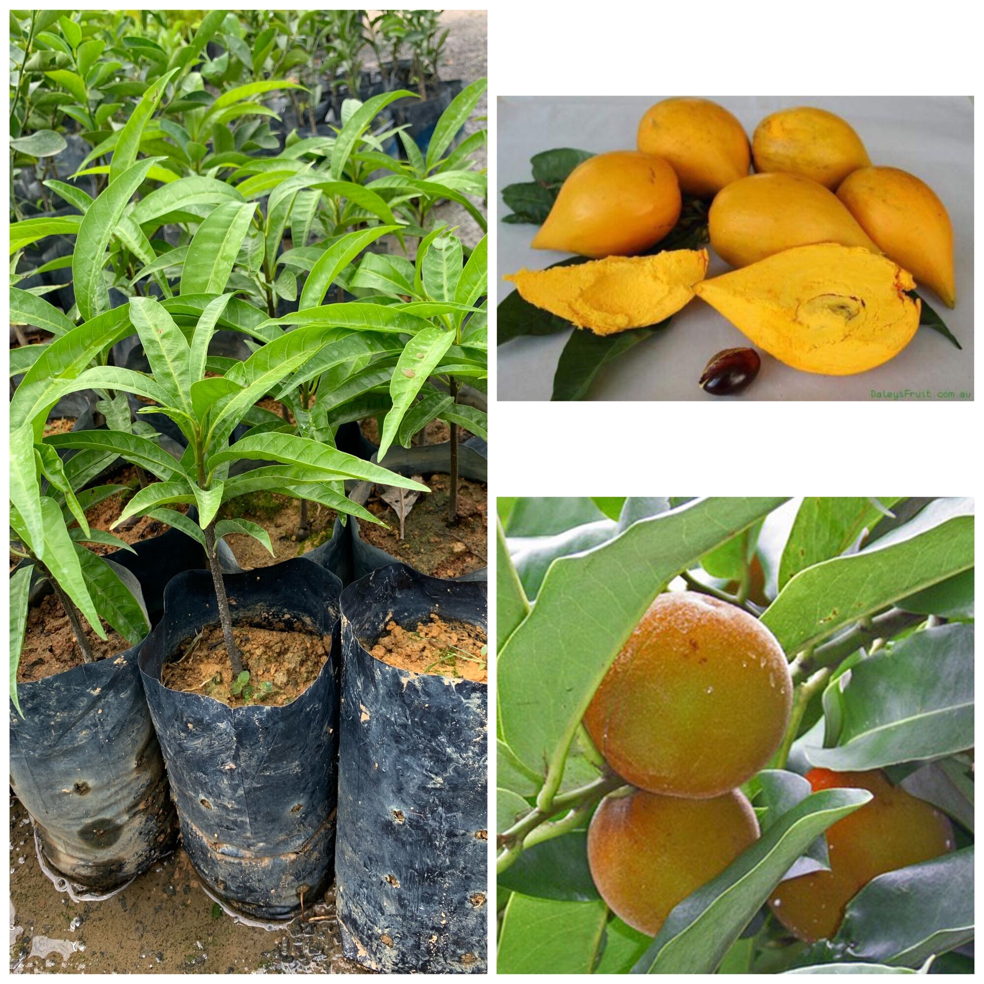 Anak pokok buah mentega kuning rare | Lazada