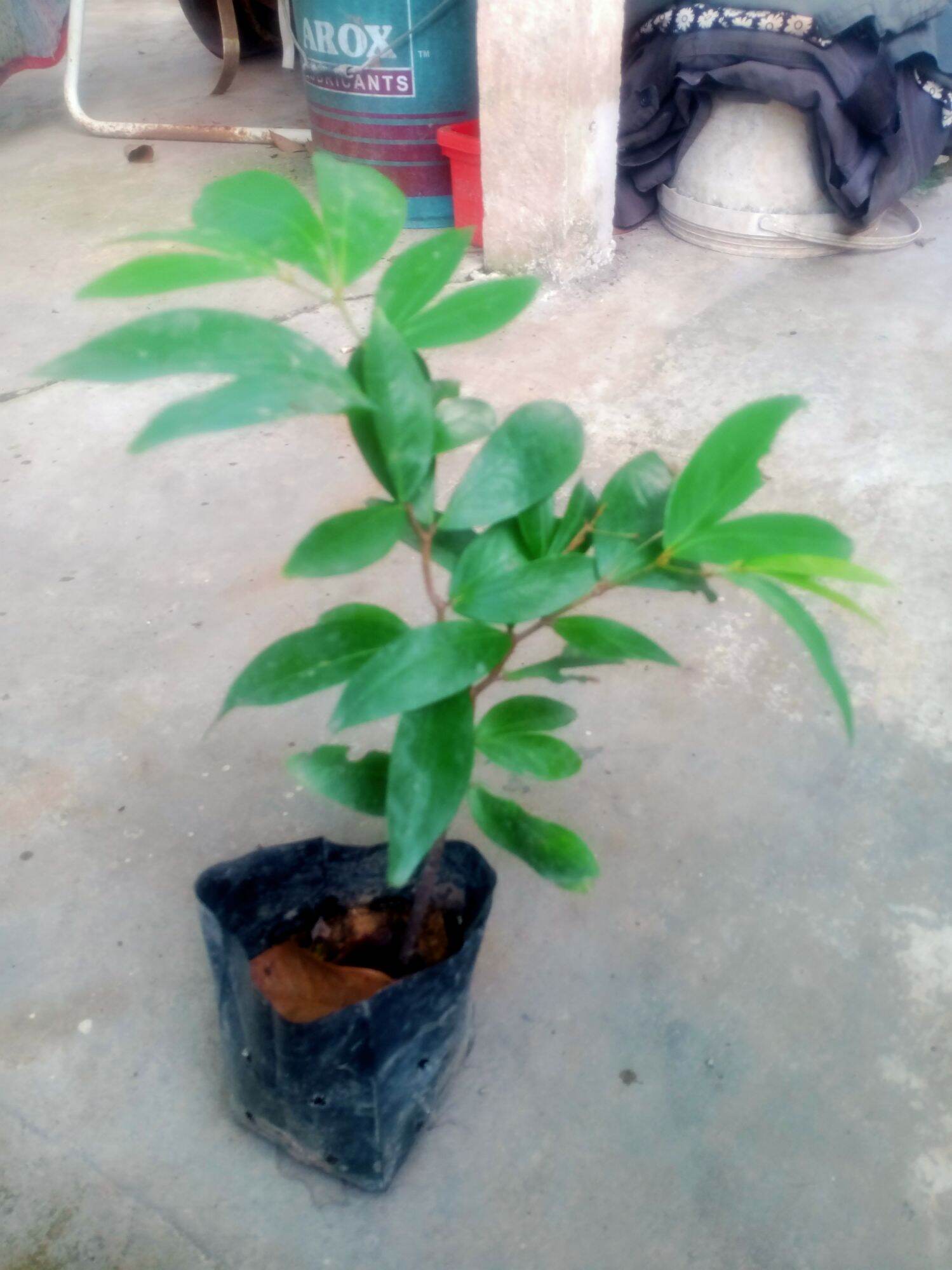 pokok nam nam saiz kecil | Lazada