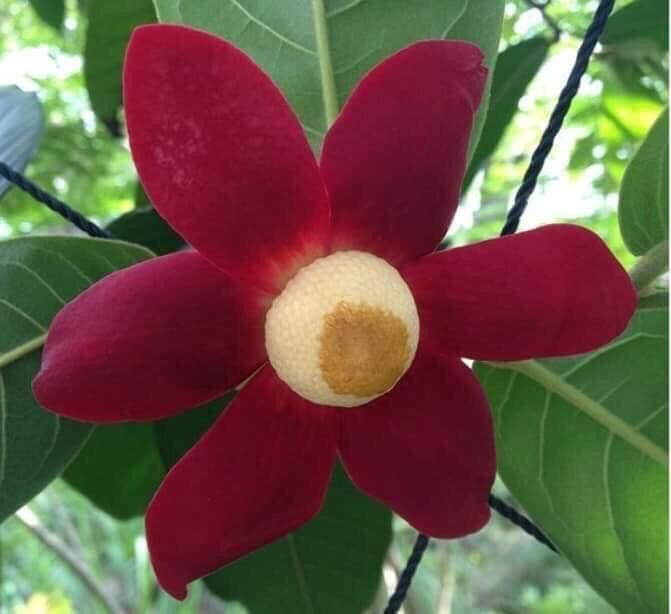 Pokok bunga uvaria grandiflora, akar larak, pisang akar | Lazada