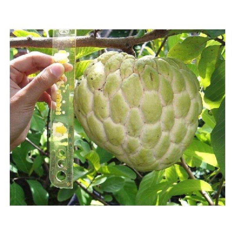 ANAK BENIH POKOK BUAH NONA JUMBO AUSTRALIA ( POKOK KAHWIN ) | Lazada