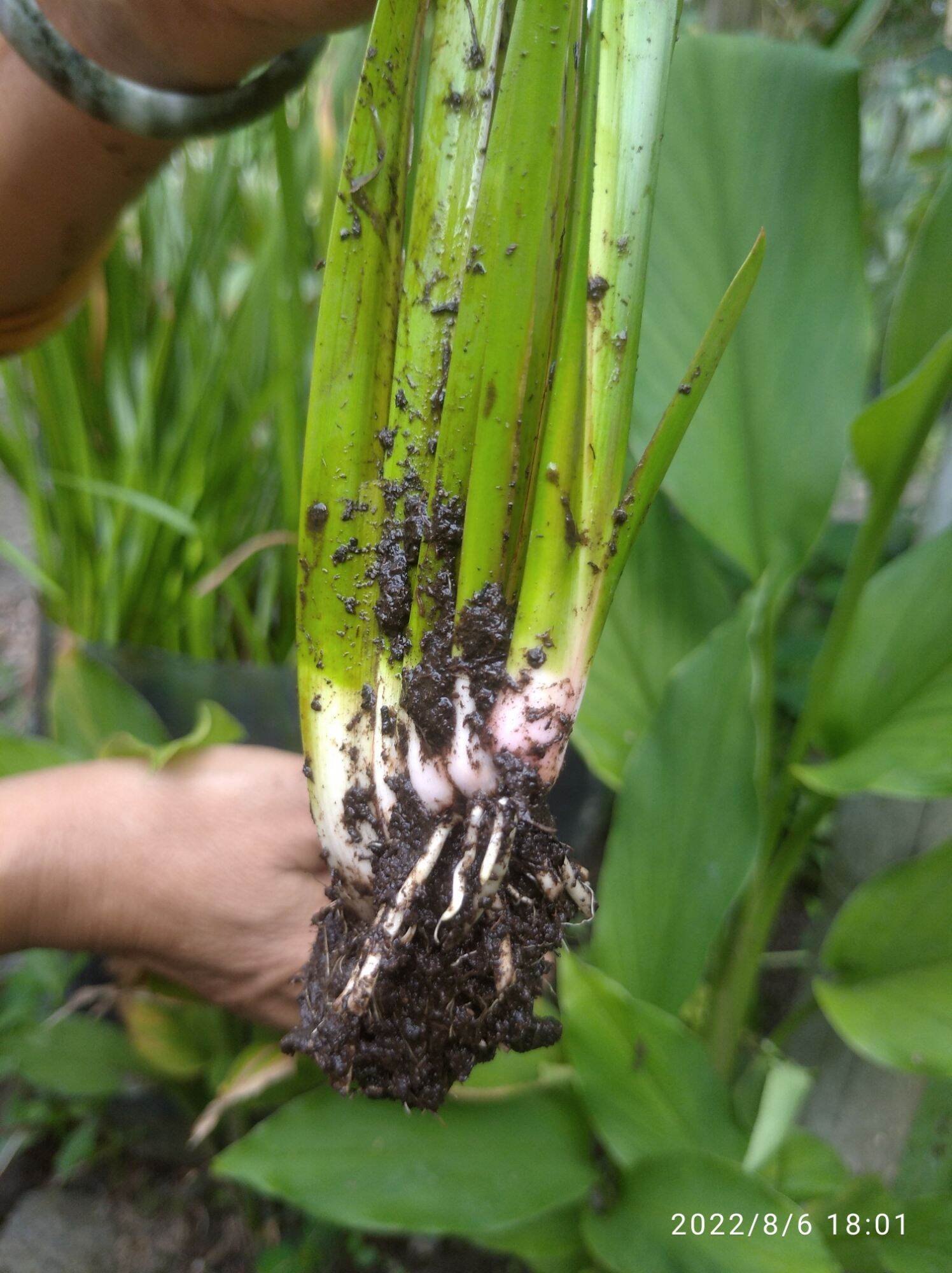 POKOK JERANGAU berakar | Lazada
