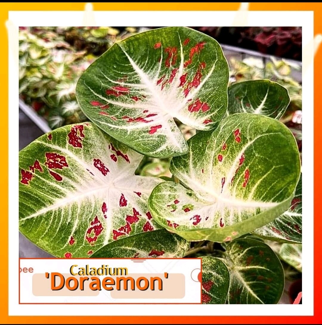 Caladium : Doraemon [Caladium Plants-Pokok Keladi /Indoor Plant/Real ...