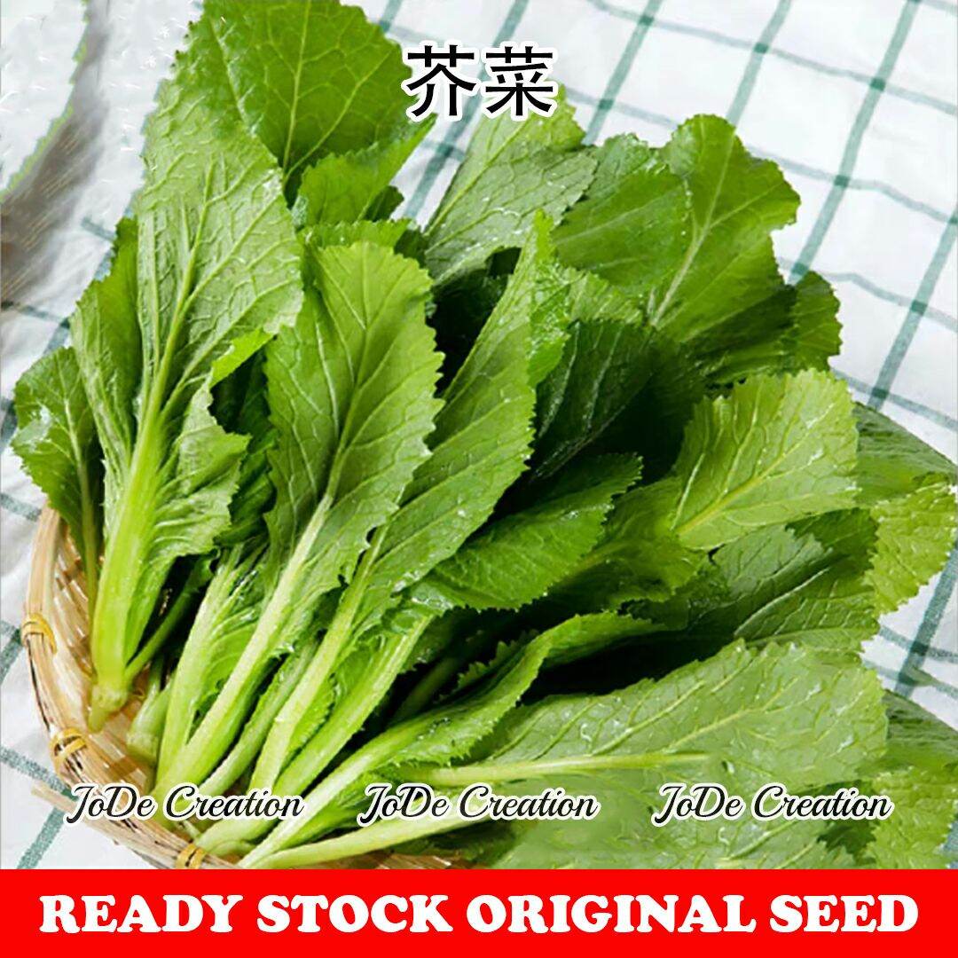 Benih Sawi Pahit / Mustard Looseleaf Seeds/ 芥菜种子 (200 seeds)