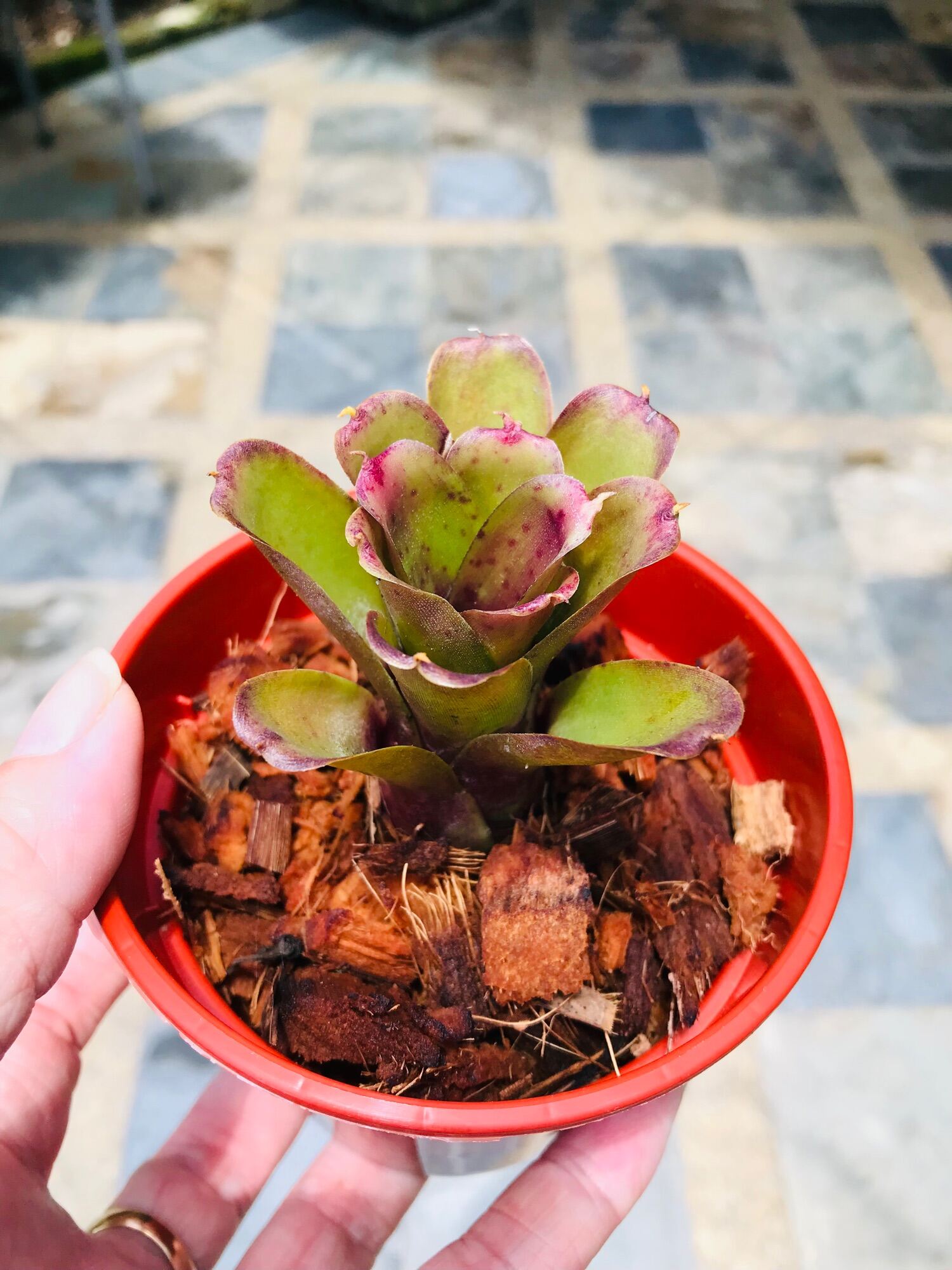 Neoregelia Baby Linda Plant ( 積水风梨/bromeliad ) | Lazada