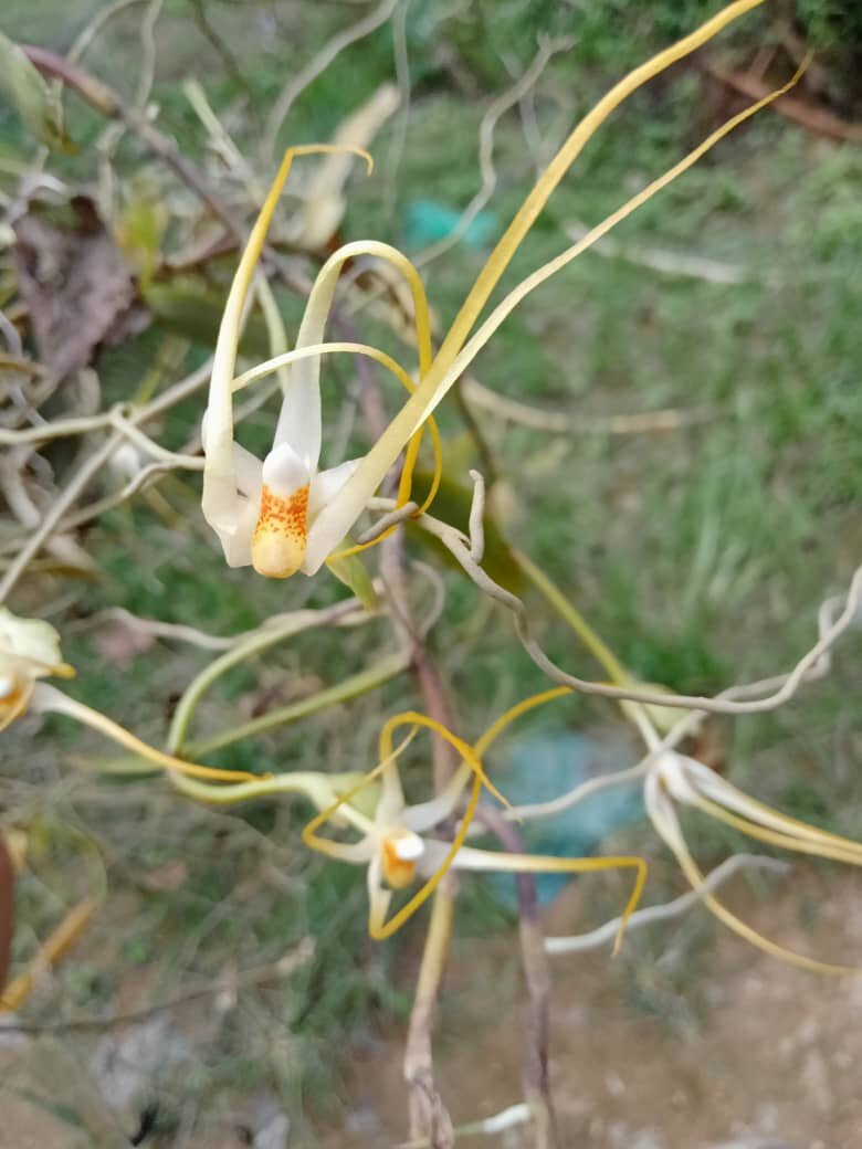 Pokok orkid harimau hutan mini / orkid hutan mini | Lazada