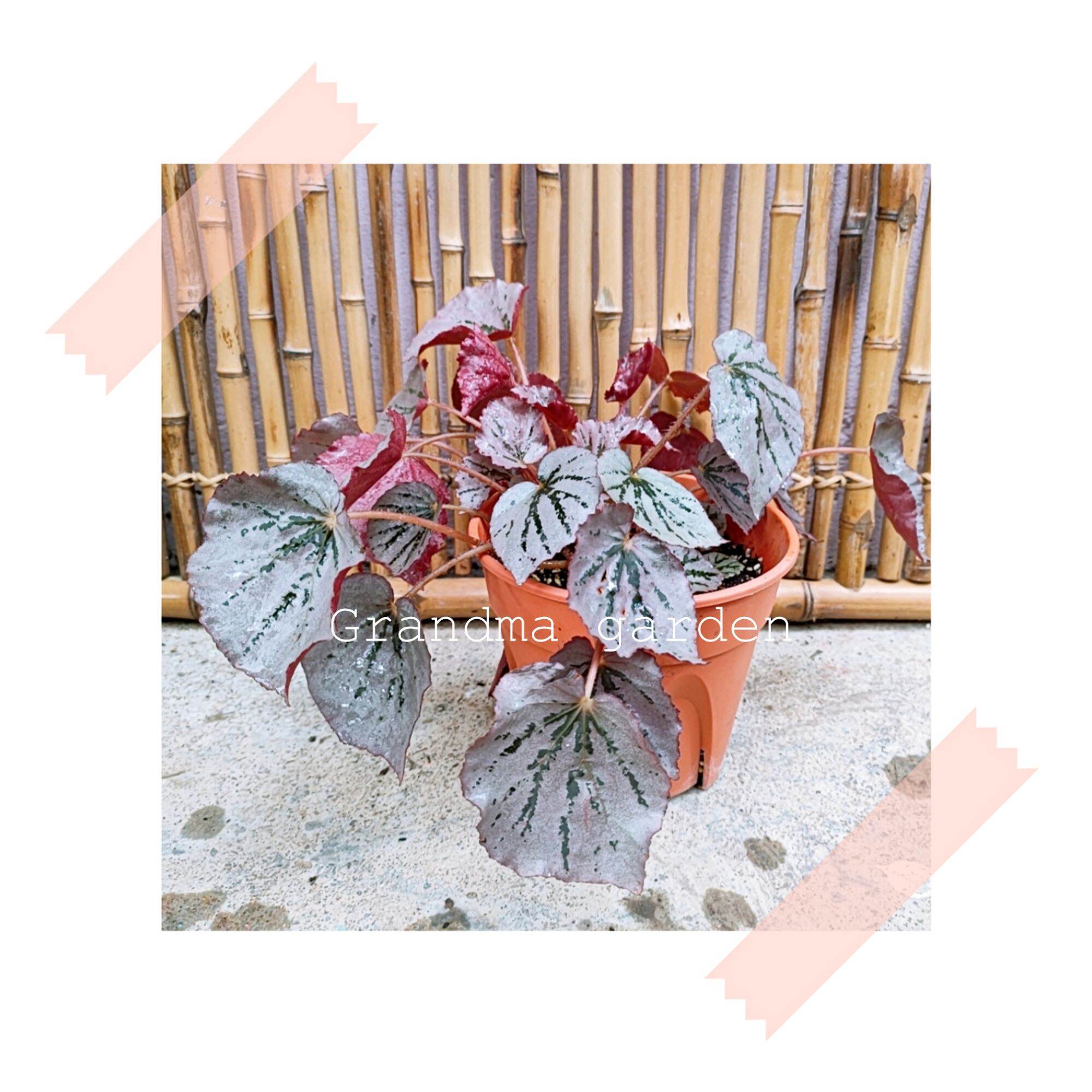 (GG real plant) begonia mystery ^ Pokok hidup hiasan rumah live indoor ...