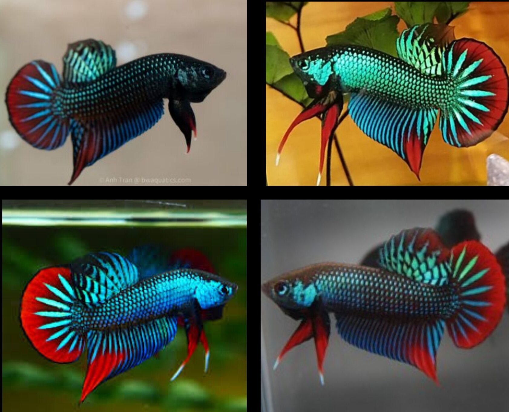 🔥[ BUY 2 FREE 1 ]🔥Imbellis🔥Wild Betta Fish Ikan Laga( Lineage)™ | Lazada