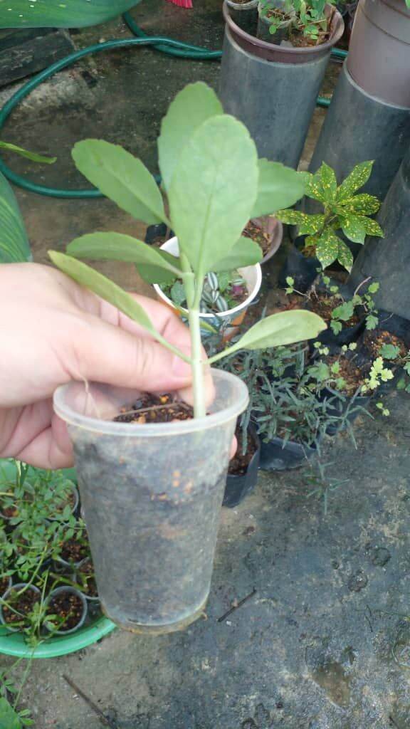 anak pokok setawar | Lazada