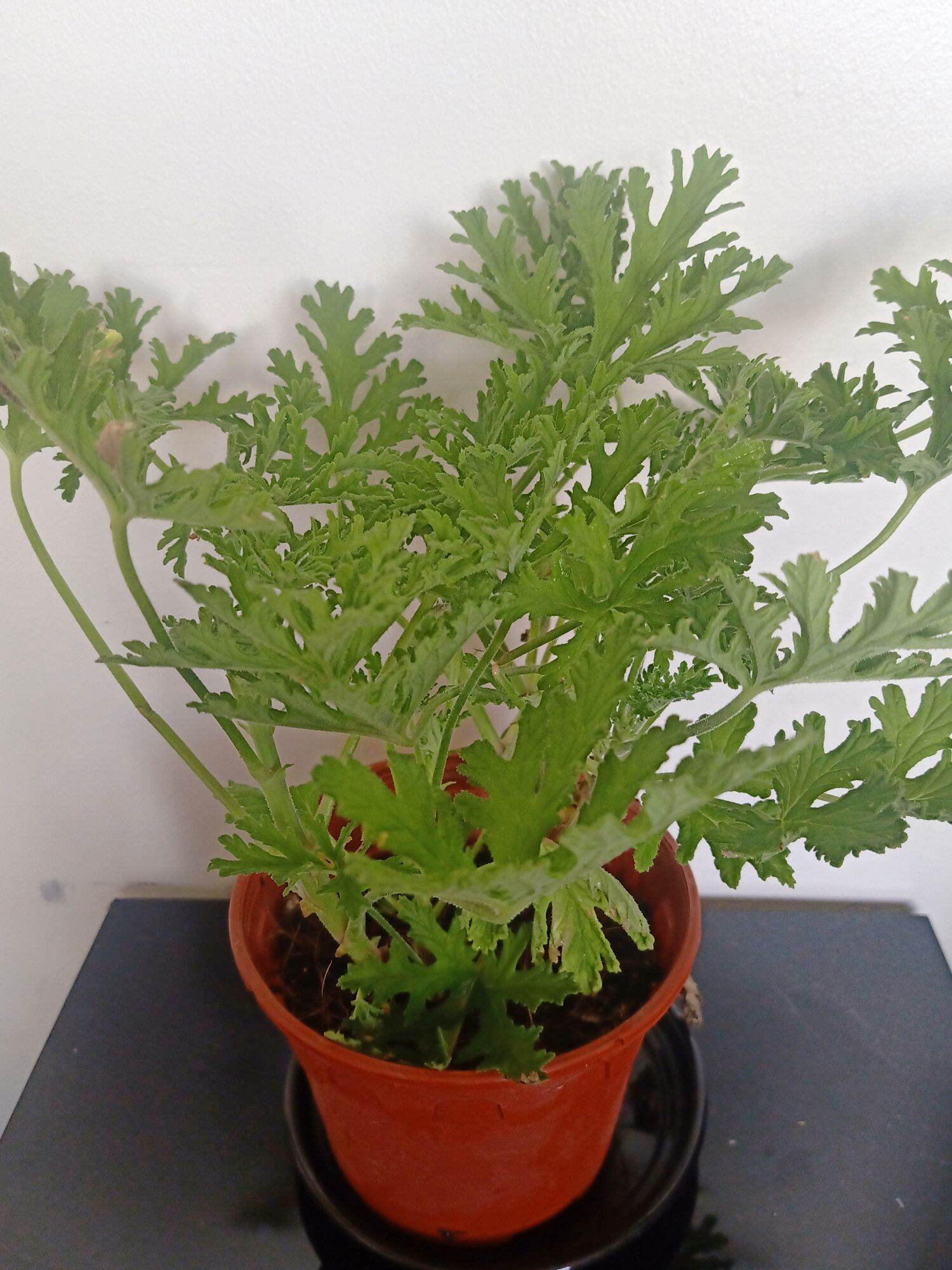 pokok halau nyamuk pokok jeremin (Pelargonium Radula) | Lazada