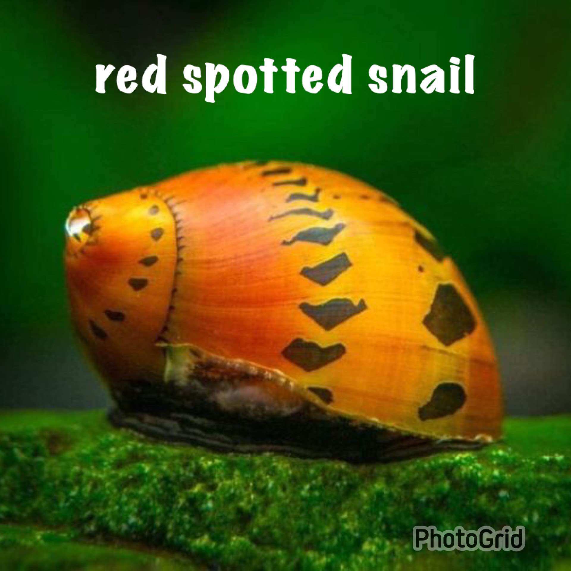 3ekor pelbagai snail siput nerite aquarium hiasan aquascape | Lazada