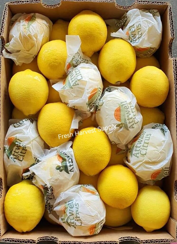 South Africa Lemon (7pcs) 南非柠檬 | Lazada