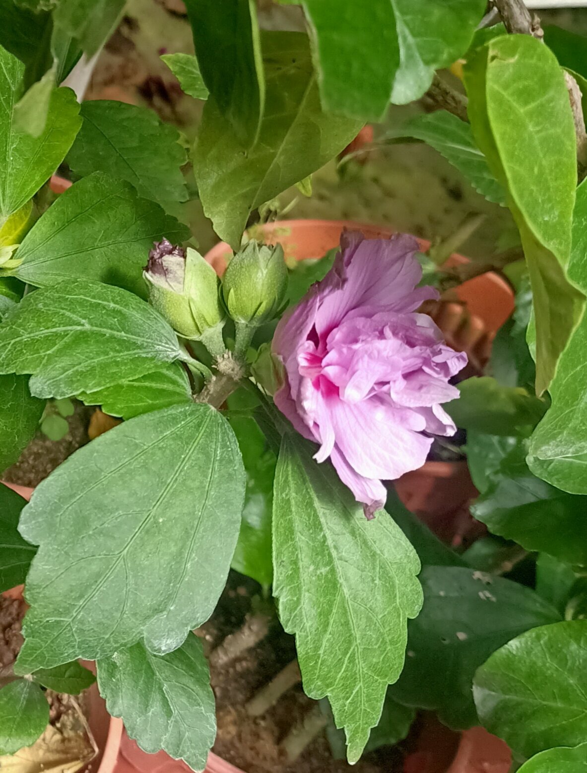 Anak Pokok Bunga Raya Purple | Lazada