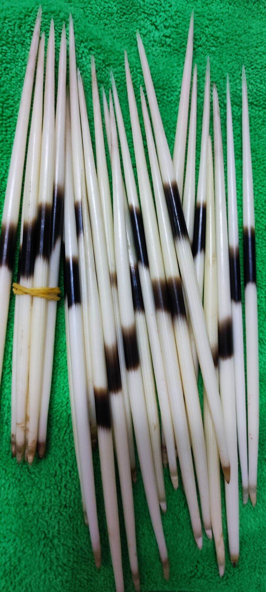 Duri Landak Raya Original (Porcupine Thorn) | Lazada