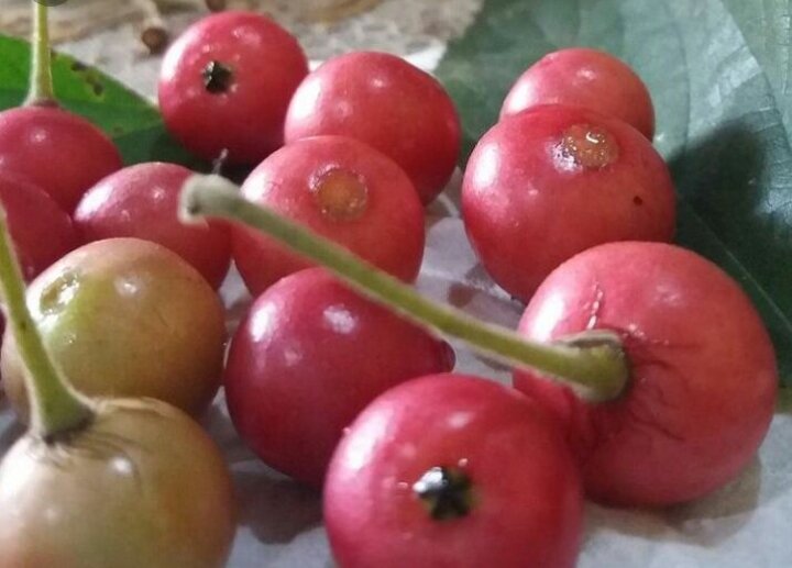 pokok buah kerkup, kersen, rokam, ceri asli | Lazada