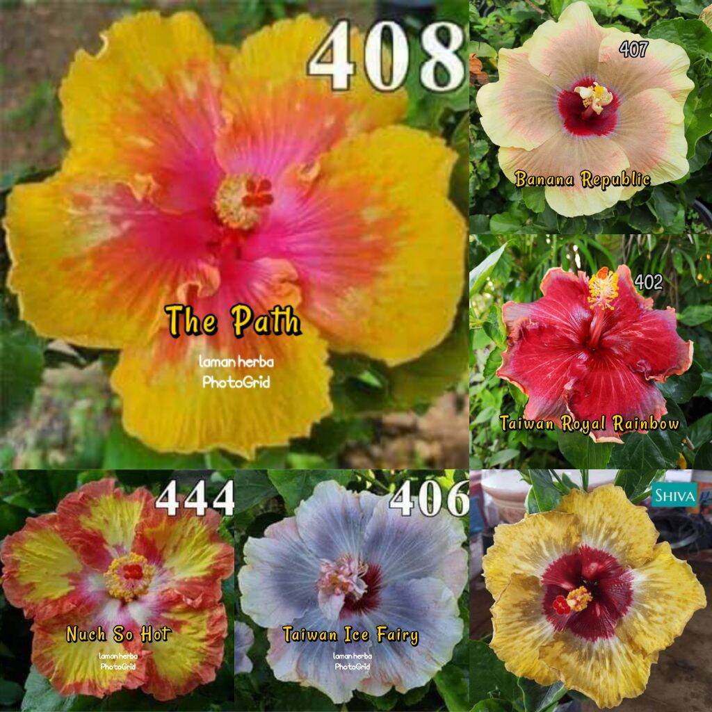 anak Pokok Bunga Raya hibrid grafted season 1- 4 | grafted Hibiscus ...