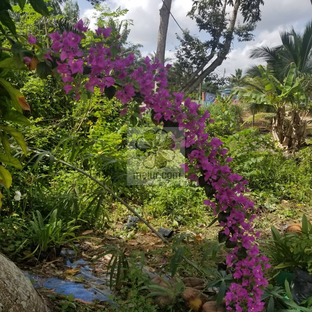 MDC- [ Bunga ] ANAK POKOK Purple Bougainvillea Sapling / Anak pokok ...
