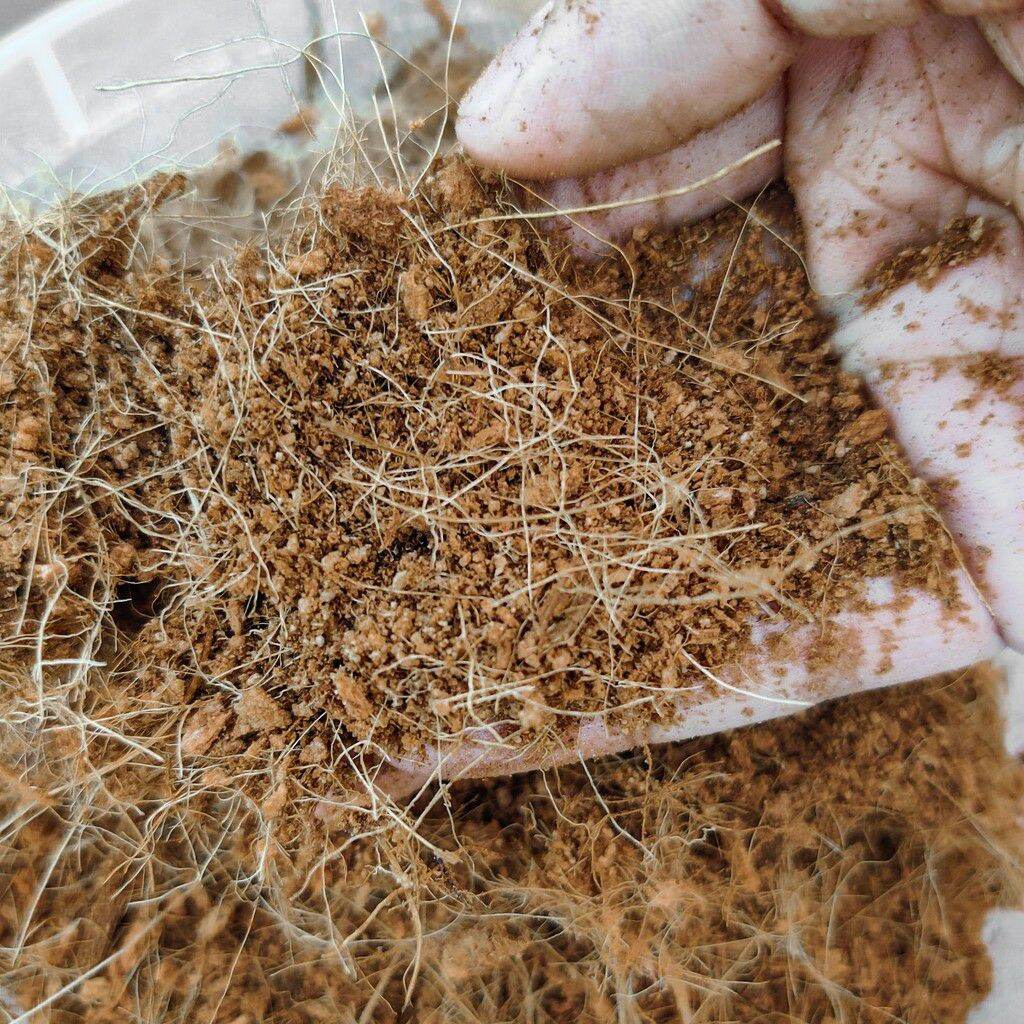 Sabut Hancur Thailand / Cocopeat / Sabut Mesin / Sabut Kelapa Mesin ...
