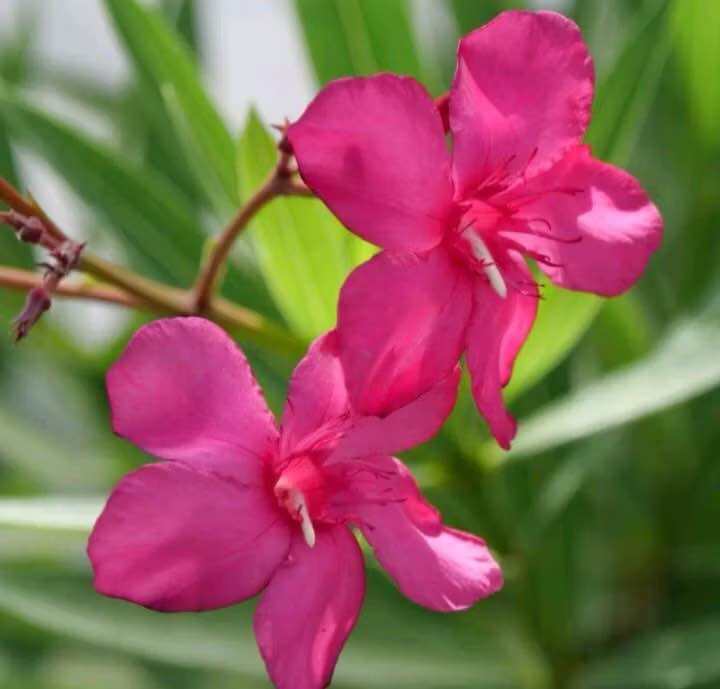 Nerium oleander 夹竹桃室外outdoor live plant / Red Kaner/ red karabi flower ...