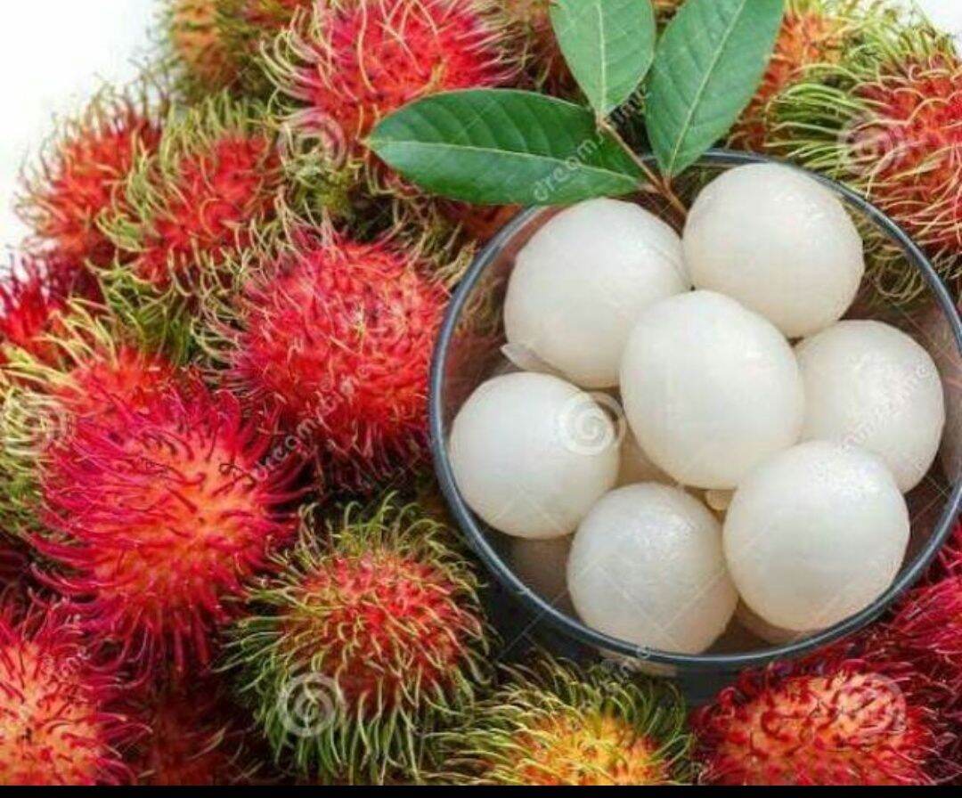 Pokok Rambutan Hybrid (Anak Sekolah) | Lazada