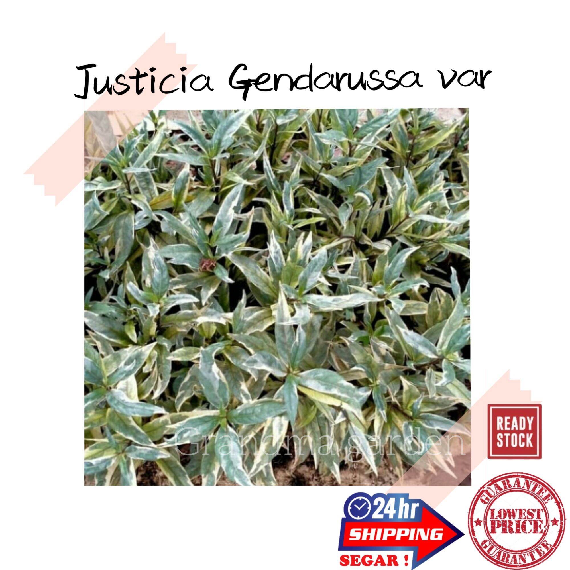 (GG real plant) justicia gendarussa var ^ ganda rusa pokok hidup pokok ...