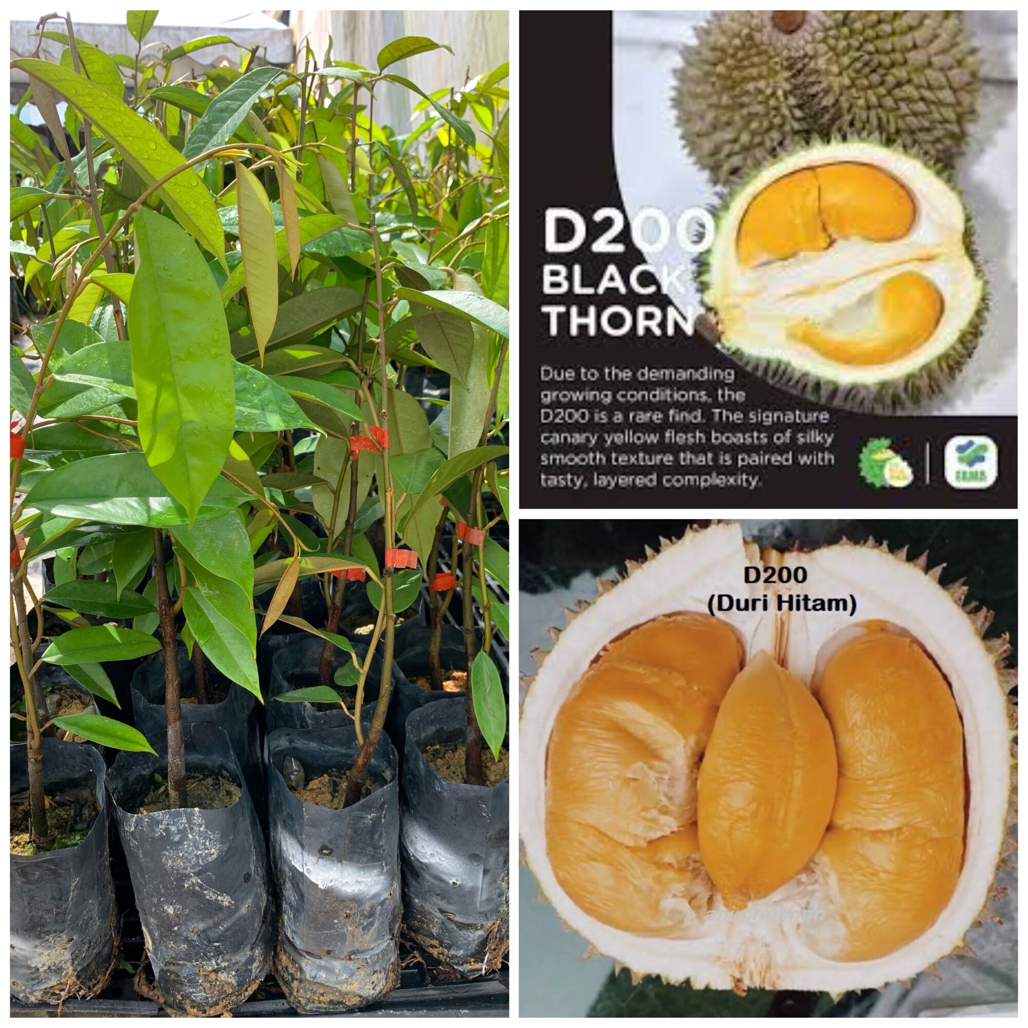 Anak pokok durian D200 / durian duri hitam | Lazada