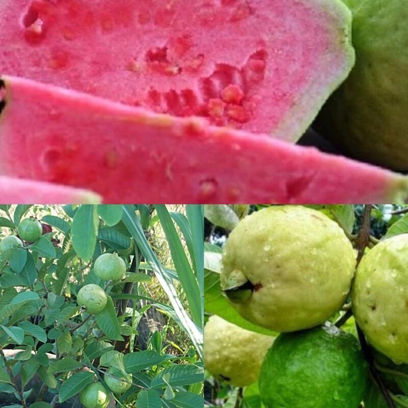 Anak pokok jambu batu merah jambu hybrid / hybrid pink guava sapling ...