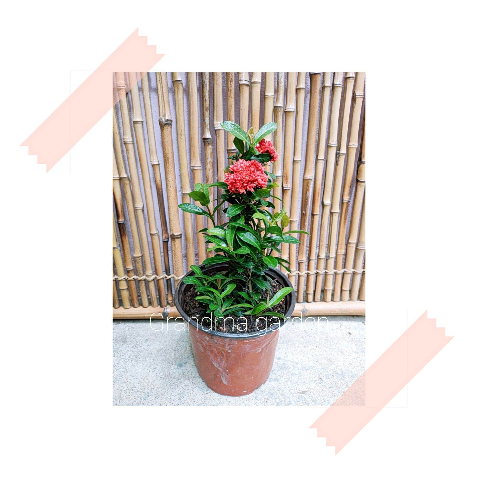 (GG real plant) ixora rose ^ exora pokok bunga hidup hiasan rumah live ...