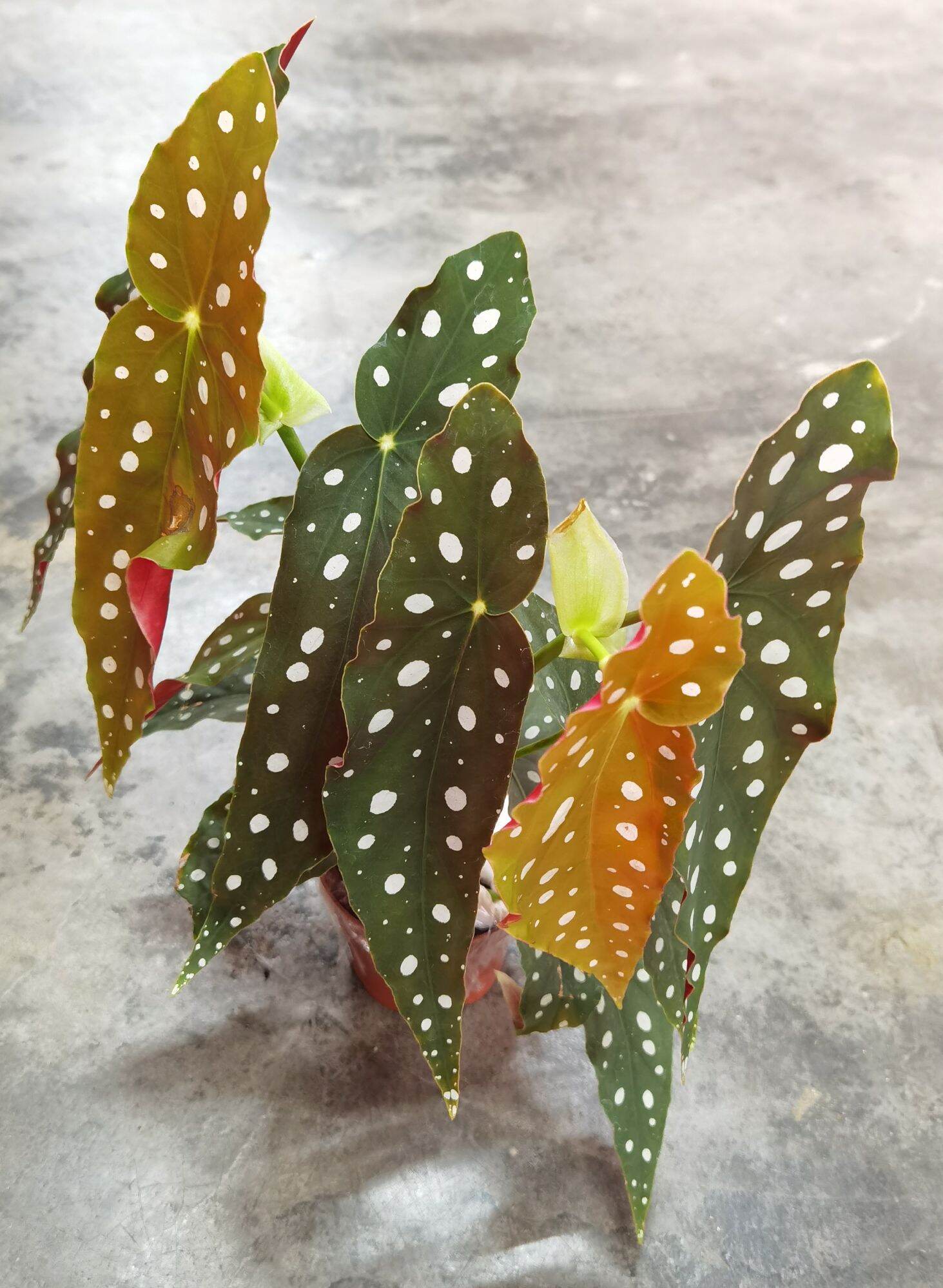 NMS / Begonia Maculata 鳟鱼秋海棠 (12CM Pot Size) | Lazada