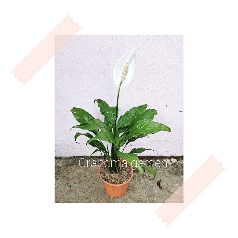(GG real plant) peace lily ^ keladi putih spathiphyllum wallis indoor ...